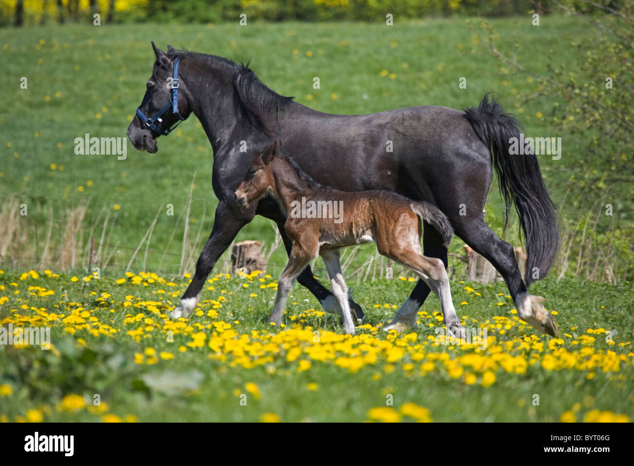 Welsh Cob mare with foal Stock Photo - Alamy