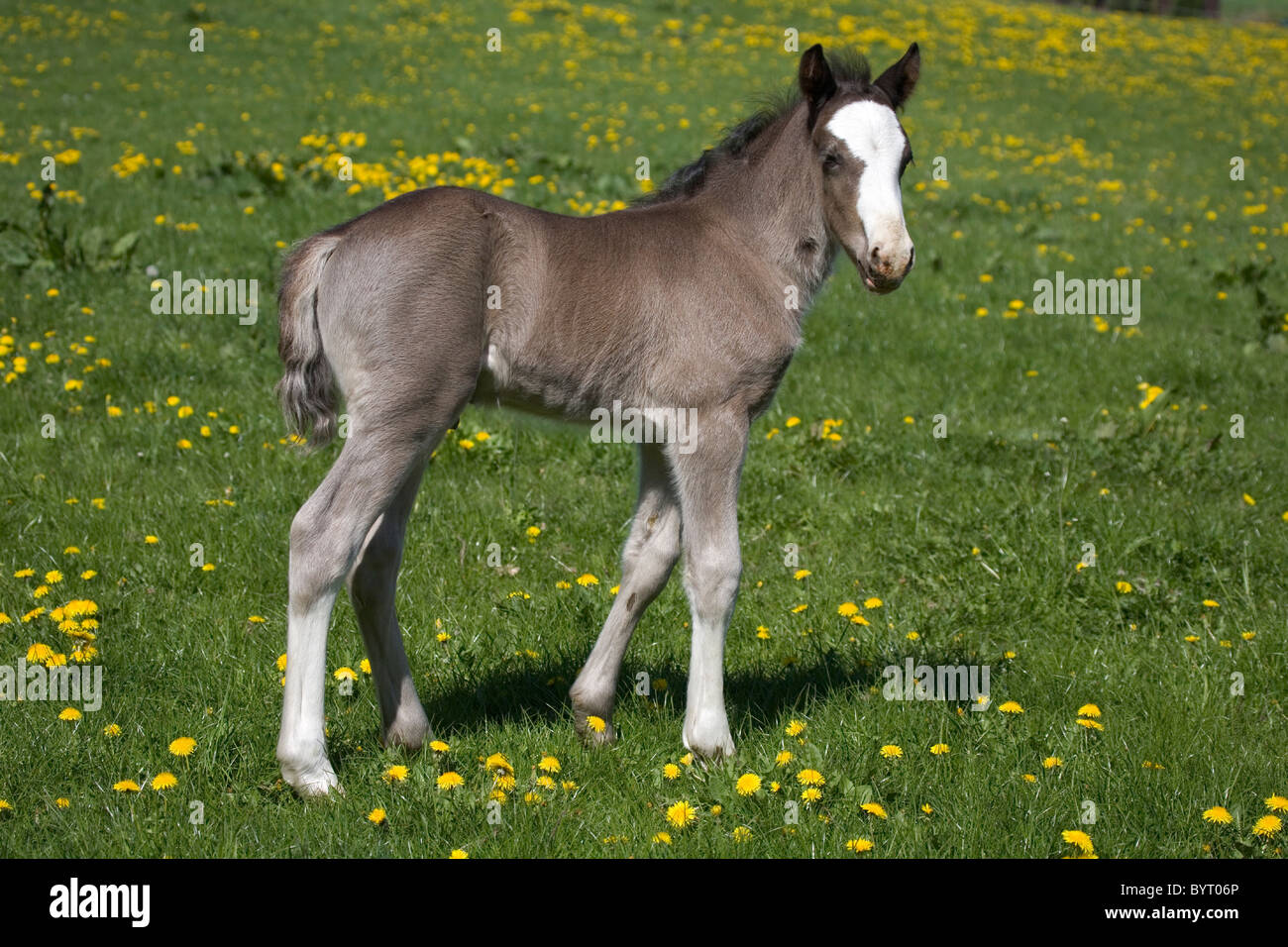 Welsh Cob foal Stock Photo - Alamy