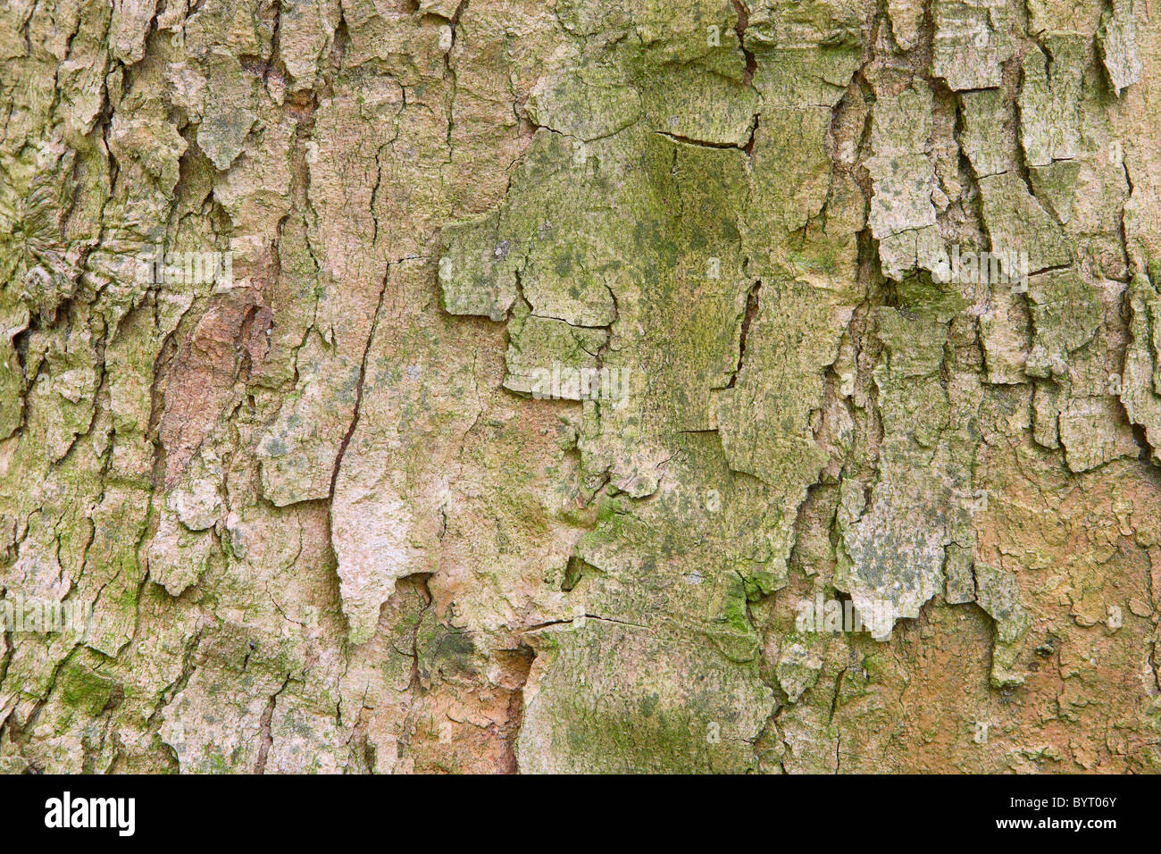 Algae on trees hi-res stock photography and images - Alamy