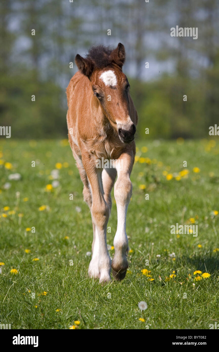 Welsh Cob foal Stock Photo - Alamy