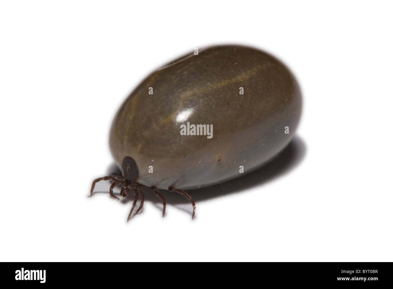 Ixodes ricinus hi-res stock photography and images - Alamy