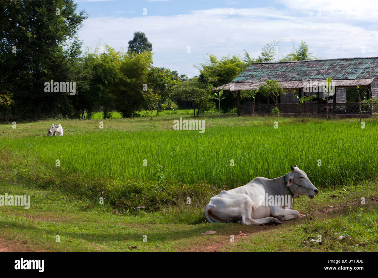 Landscape with rice field. Siem Reap Province. Cambodia. Asia Stock ...