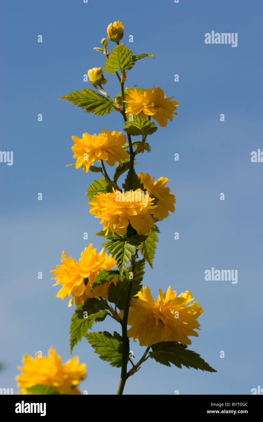 Japanese Rose / Kerria Stock Photo - Alamy