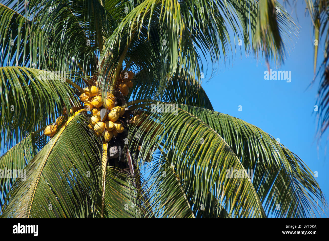 Seychelles, Island of La Digue. Historic L'Union Estate and coconut ...