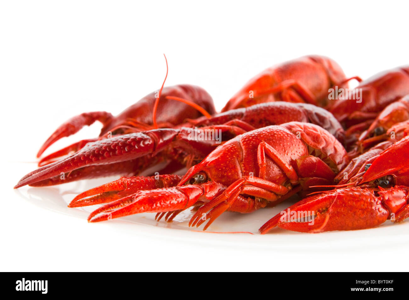 White claw crayfish hi-res stock photography and images - Alamy
