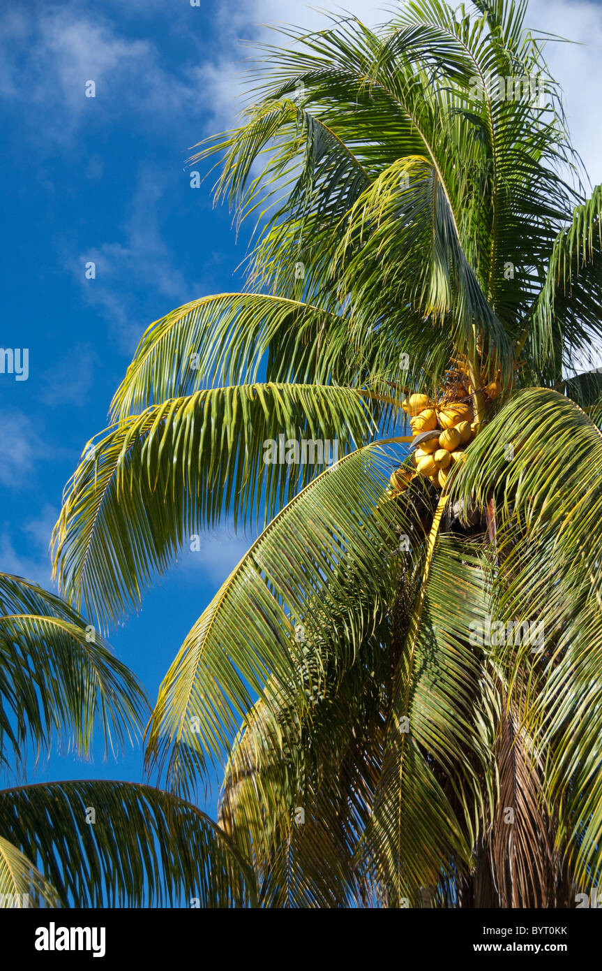 Seychelles, Island of La Digue. Historic L'Union Estate and coconut ...
