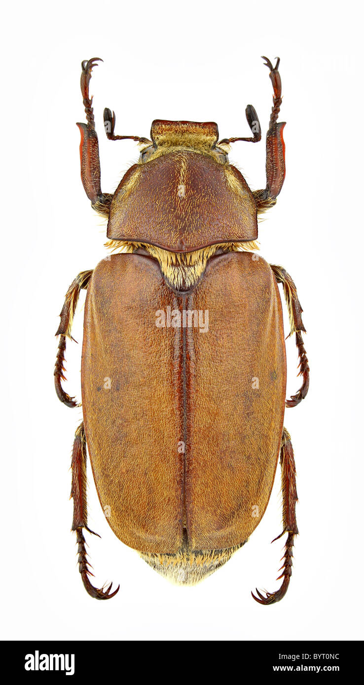 Male of Anoxia villosa isolated on white background Stock Photo - Alamy