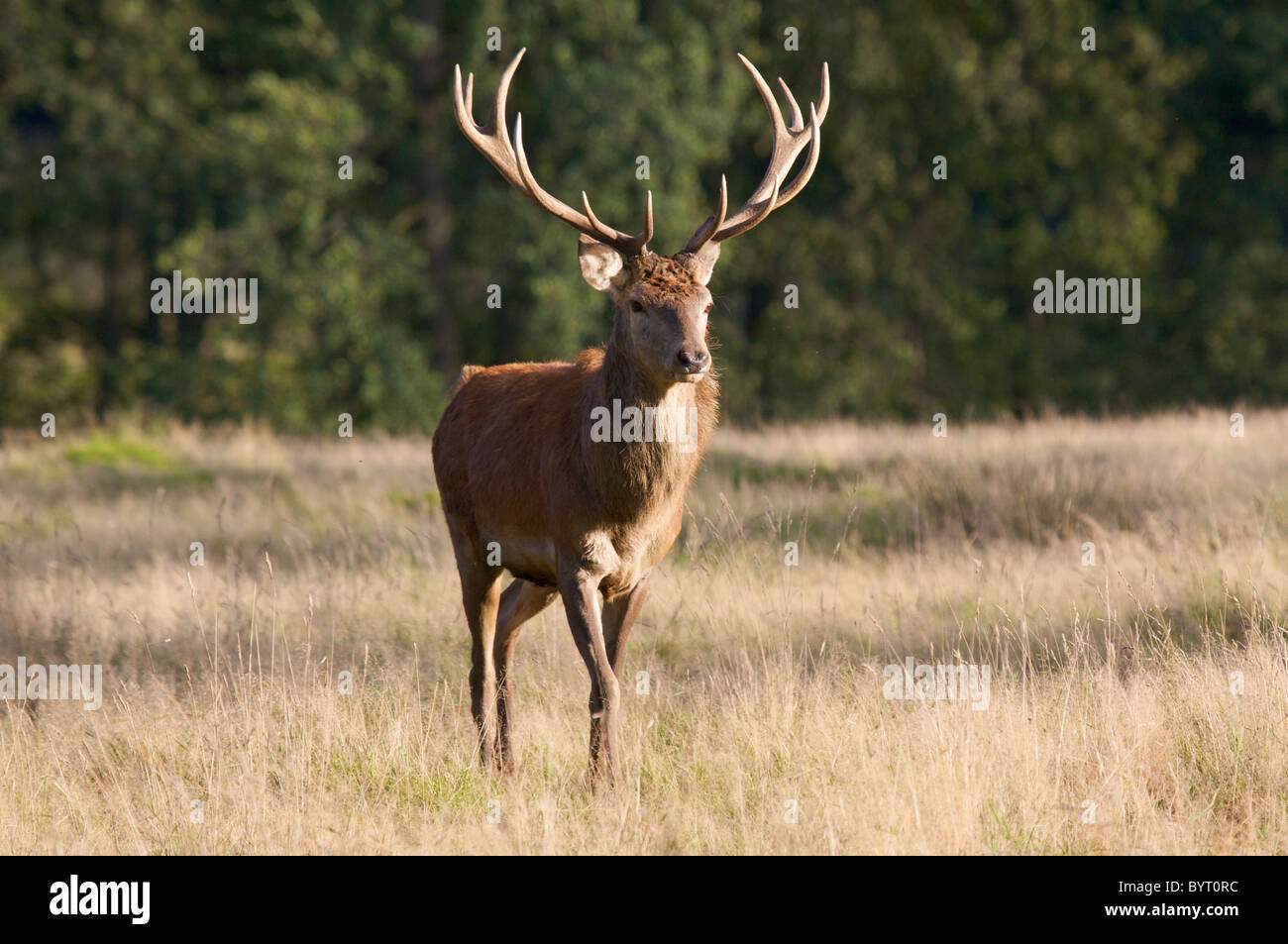 Ciervo cervido hi-res stock photography and images - Alamy