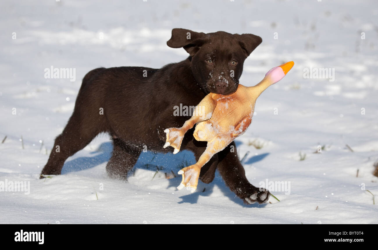 Labrador Retriever puppy in snow Stock Photo - Alamy