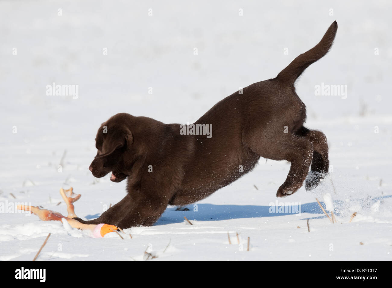 Puppy in snow hi-res stock photography and images - Alamy