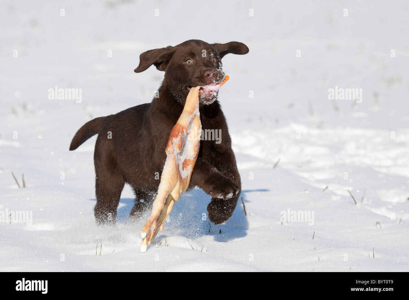 Labrador Retriever puppy in snow Stock Photo - Alamy
