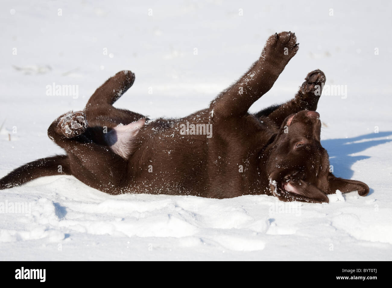 Labrador Retriever puppy in snow Stock Photo - Alamy