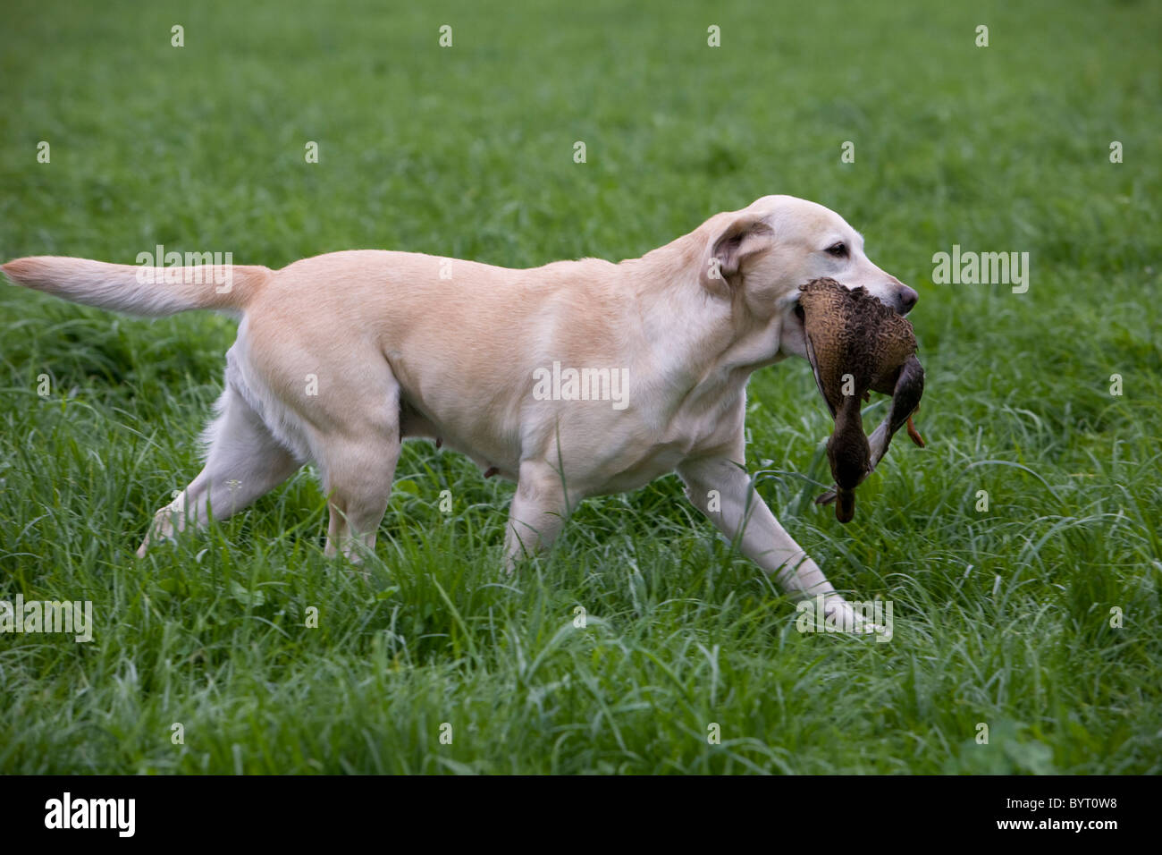 Hunting Labrador Retriever Stock Photo - Alamy