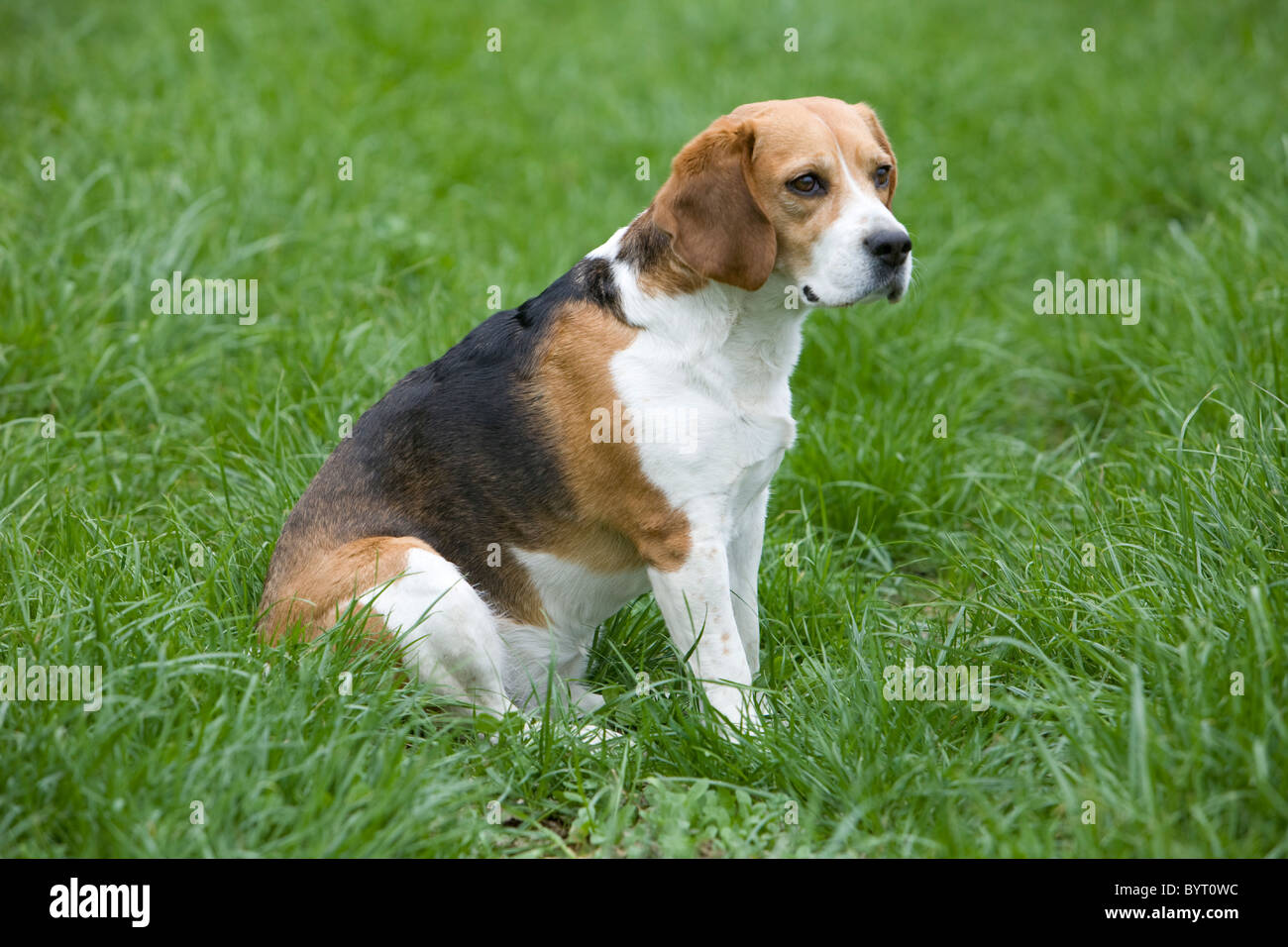 Hunting beagles hi-res stock photography and images - Alamy