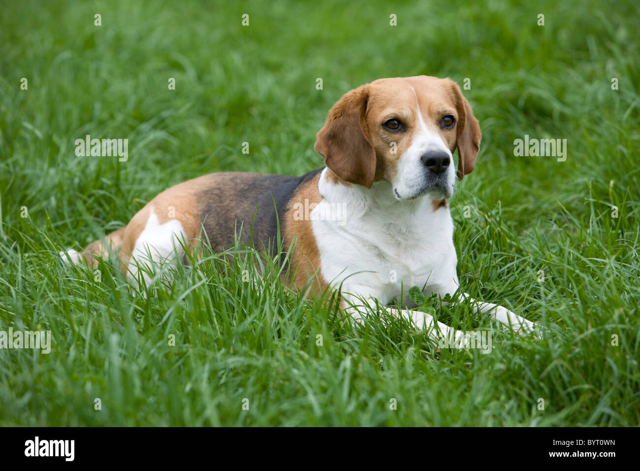 Hunting beagles hi-res stock photography and images - Alamy