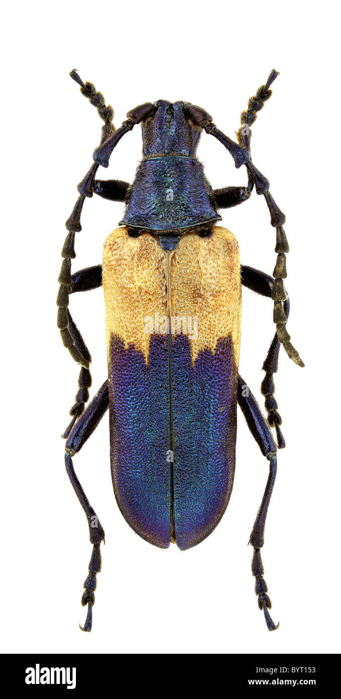 Desmocerus palliatus hi-res stock photography and images - Alamy