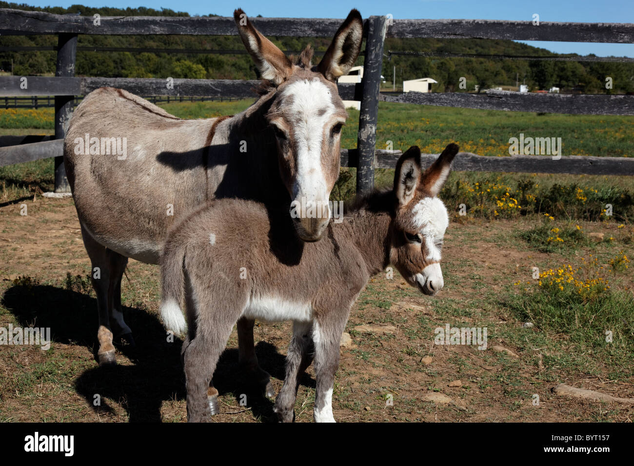 baby miniature donkey Stock Photo - Alamy