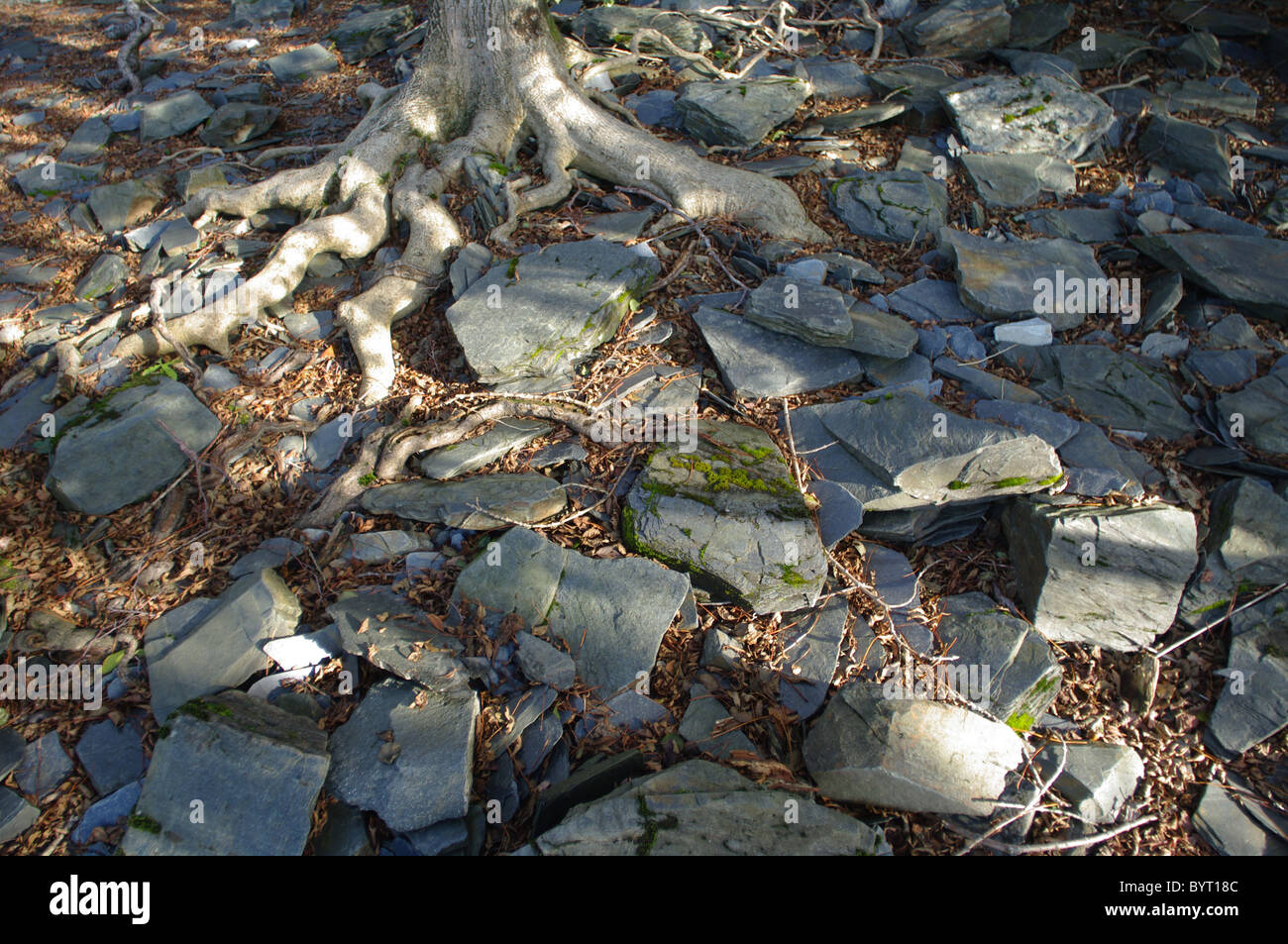 Slate beach hi-res stock photography and images - Alamy