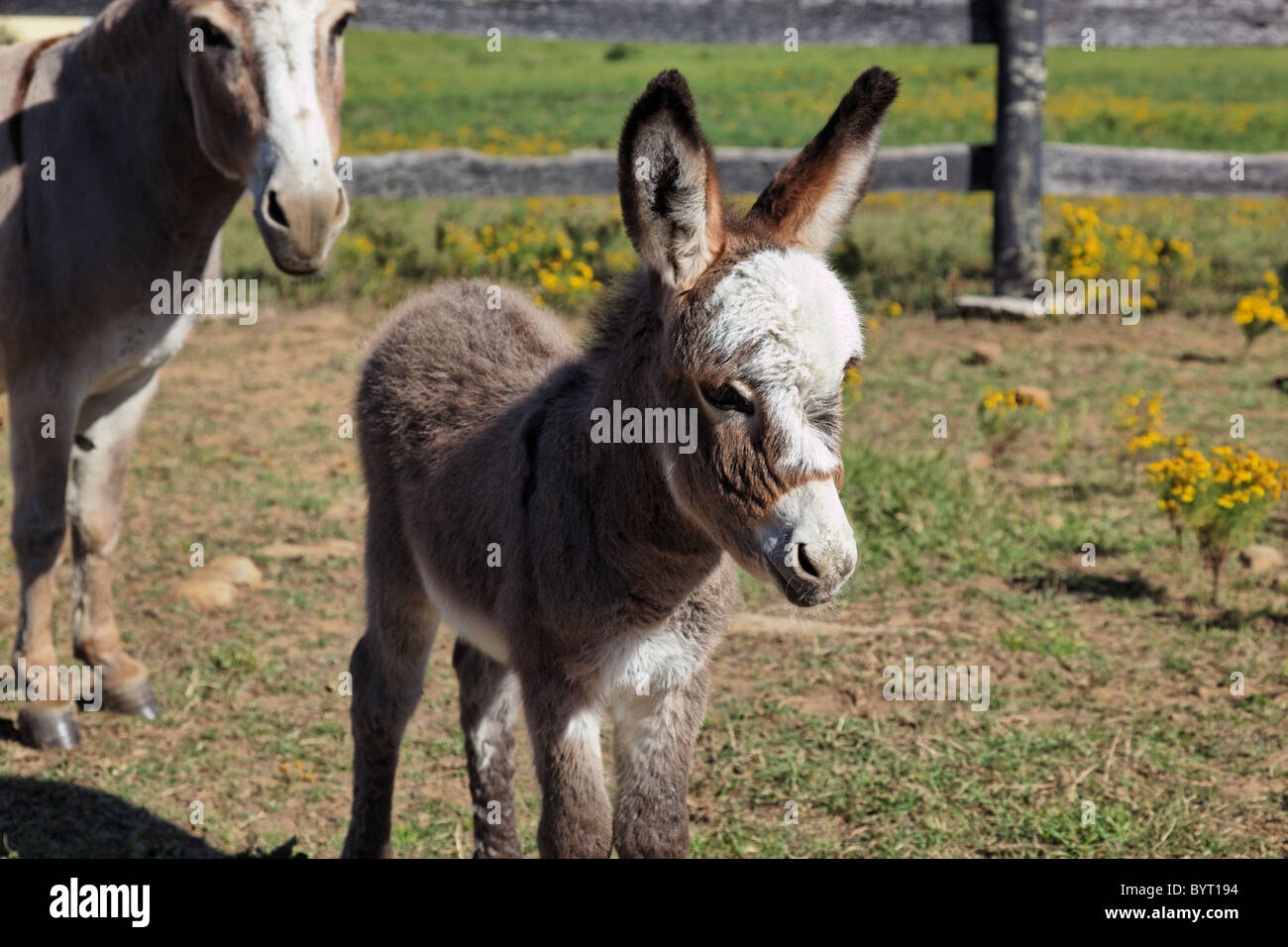 Cute Baby Mini Donkeys