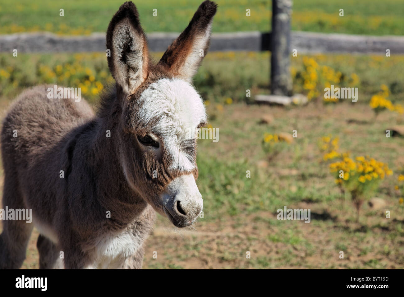 Baby Mini Mule