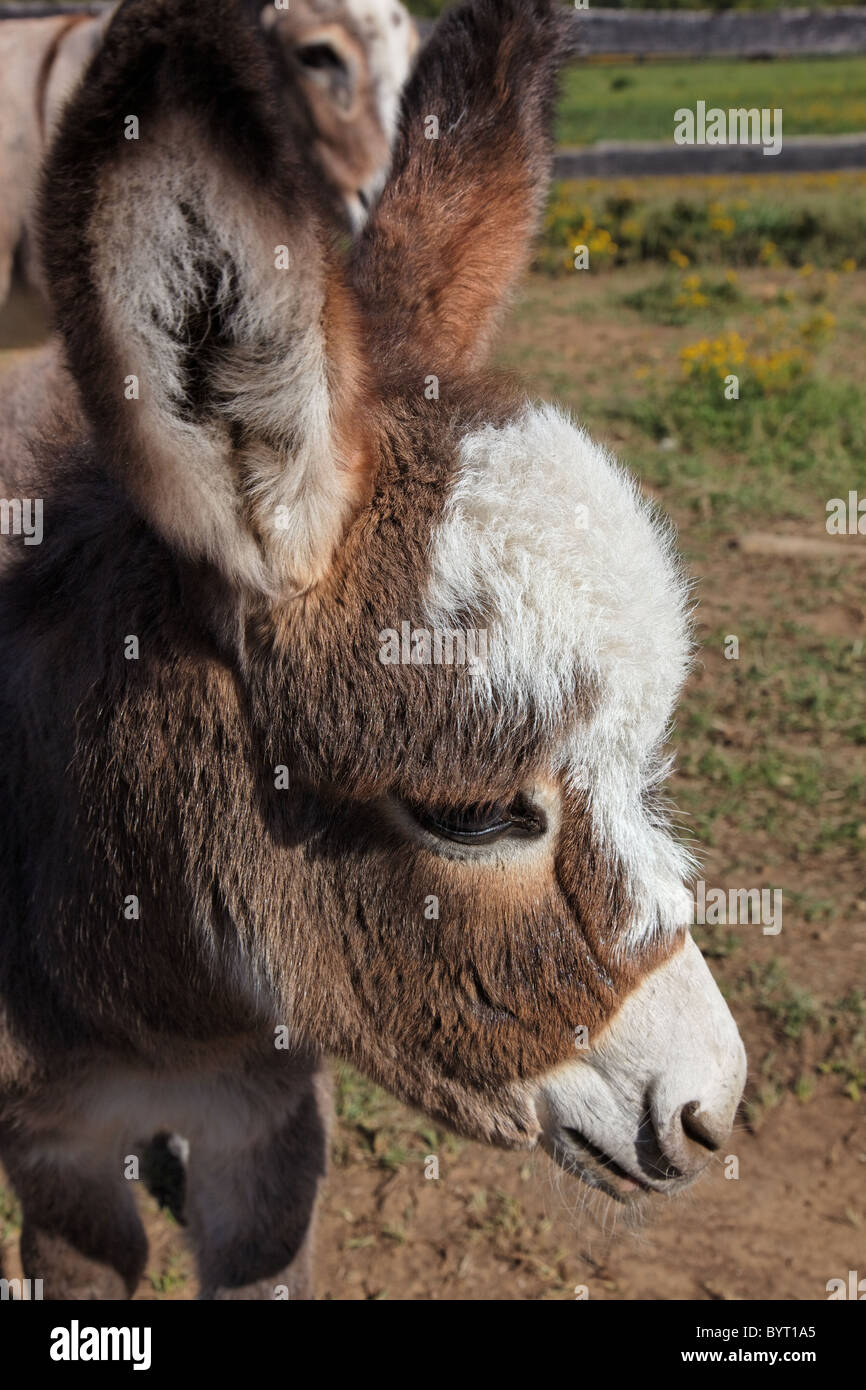 Baby Mini Donkeys