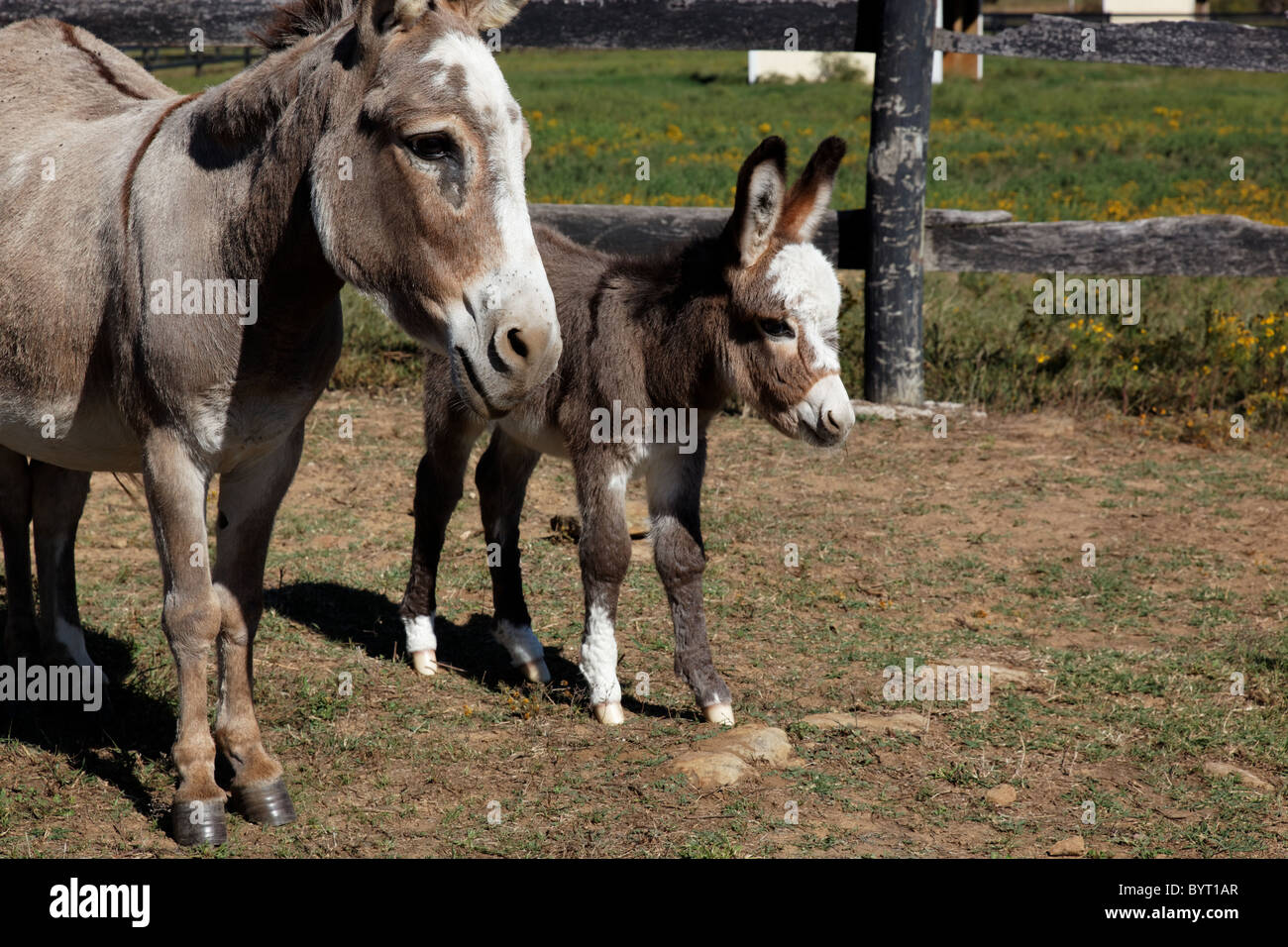 baby miniature donkey Stock Photo - Alamy