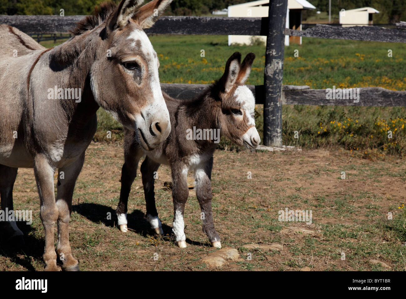 baby miniature donkey Stock Photo - Alamy