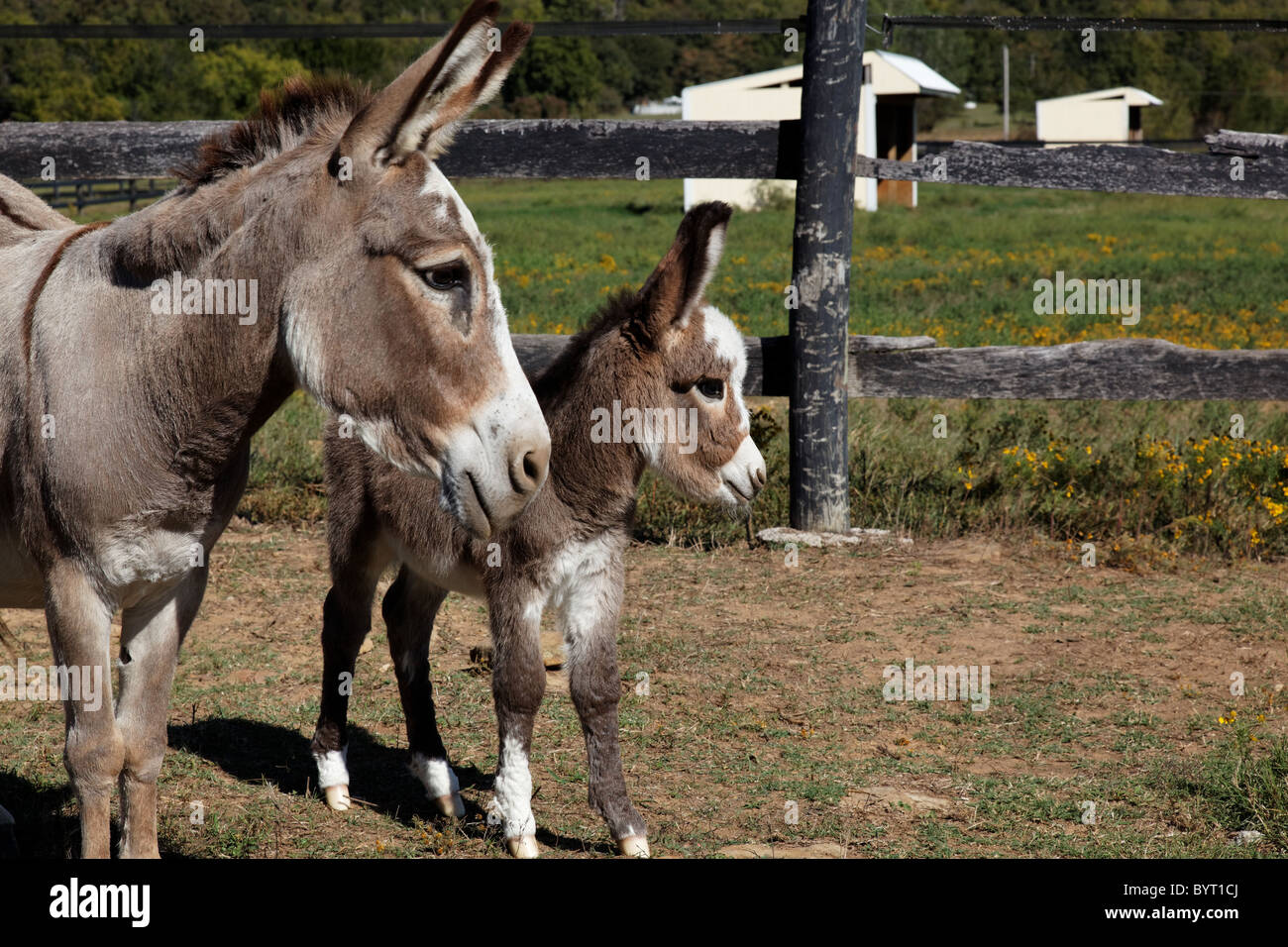 Baby Mini Mule