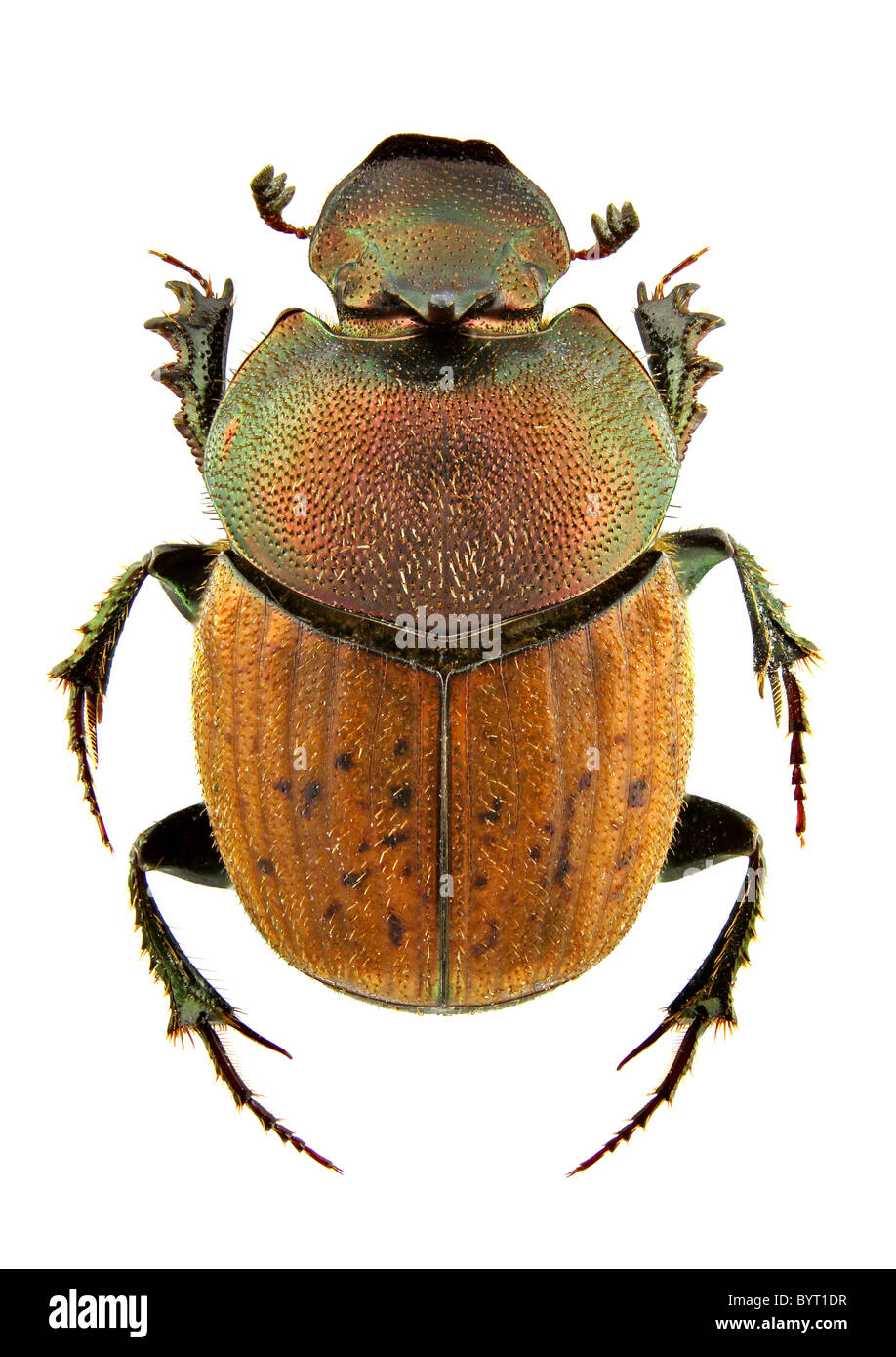 Male of Onthophagus coenobita isolated on white background Stock Photo ...