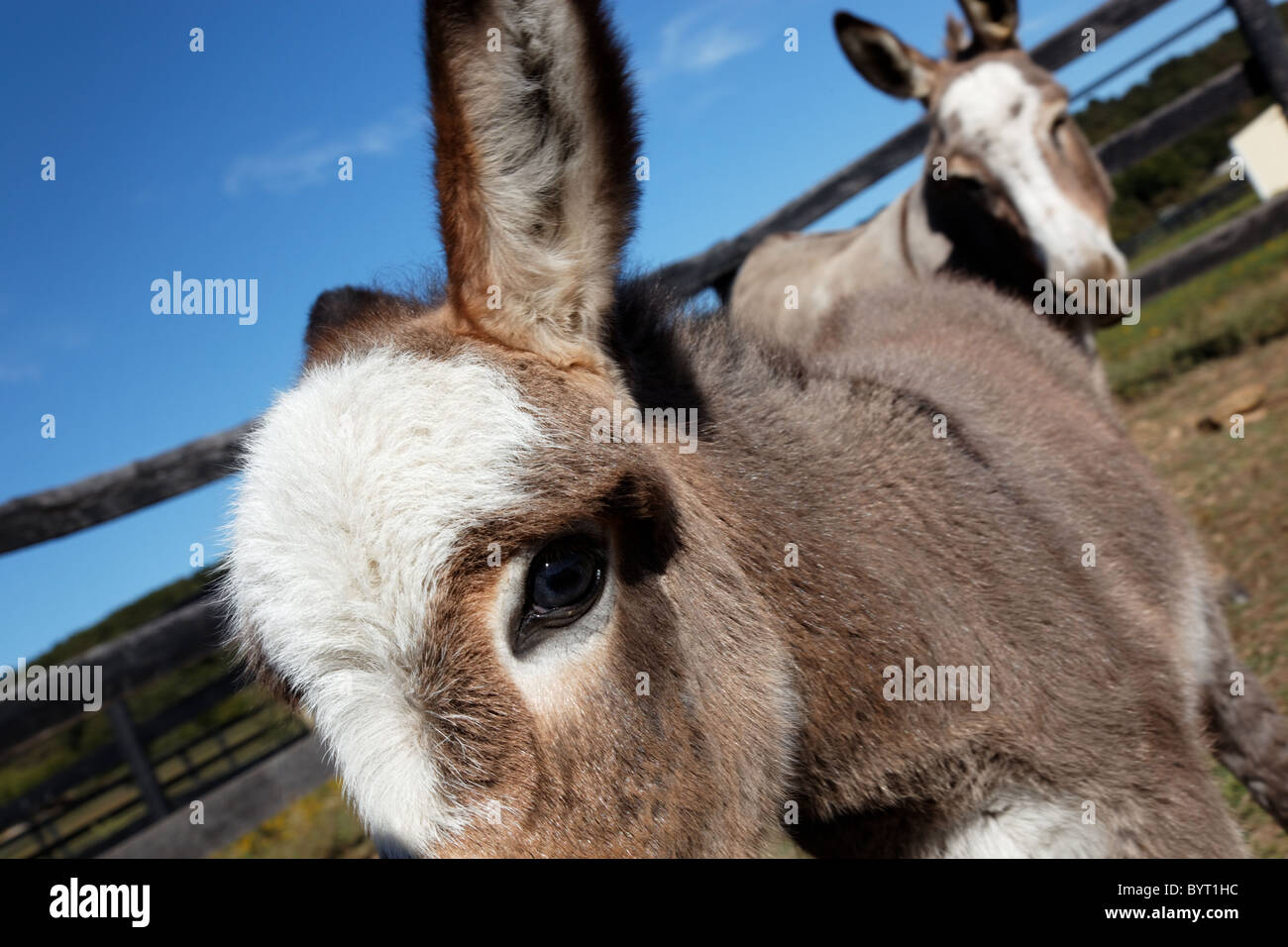 baby miniature donkey Stock Photo - Alamy