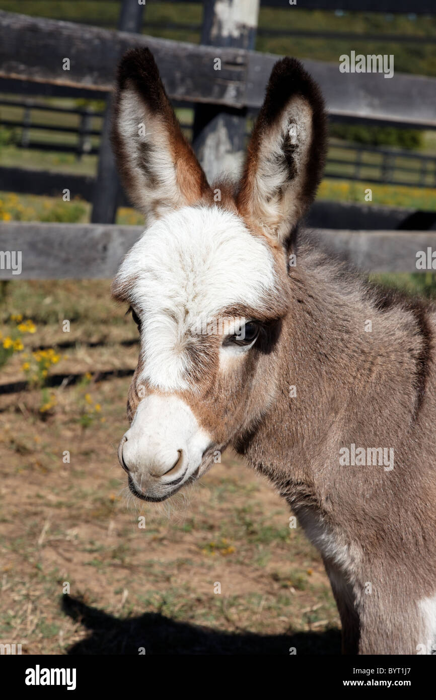 Baby Mini Donkey