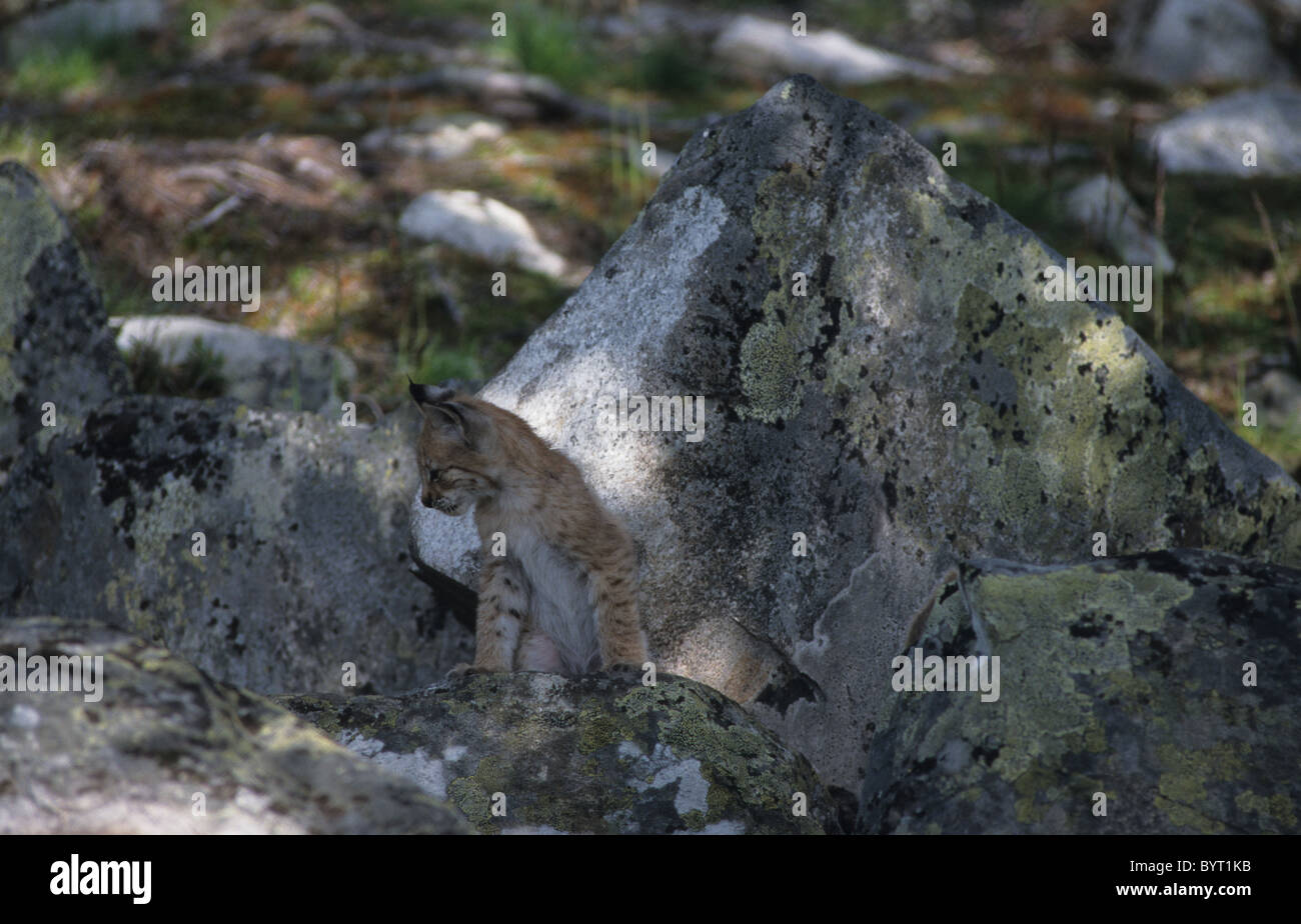 lynx cubs, wildlife Stock Photo - Alamy