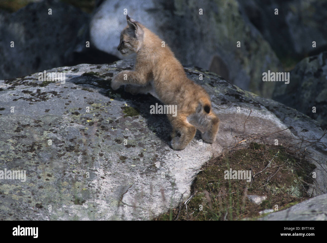 lynx cubs, wildlife Stock Photo - Alamy