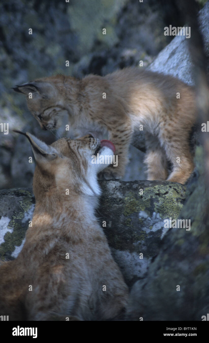 Adult lynx with cubs, wildlife Stock Photo - Alamy