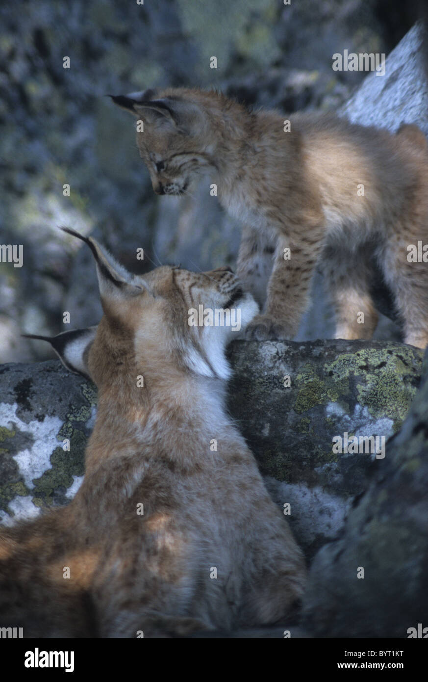 Adult lynx with cubs, wildlife Stock Photo - Alamy