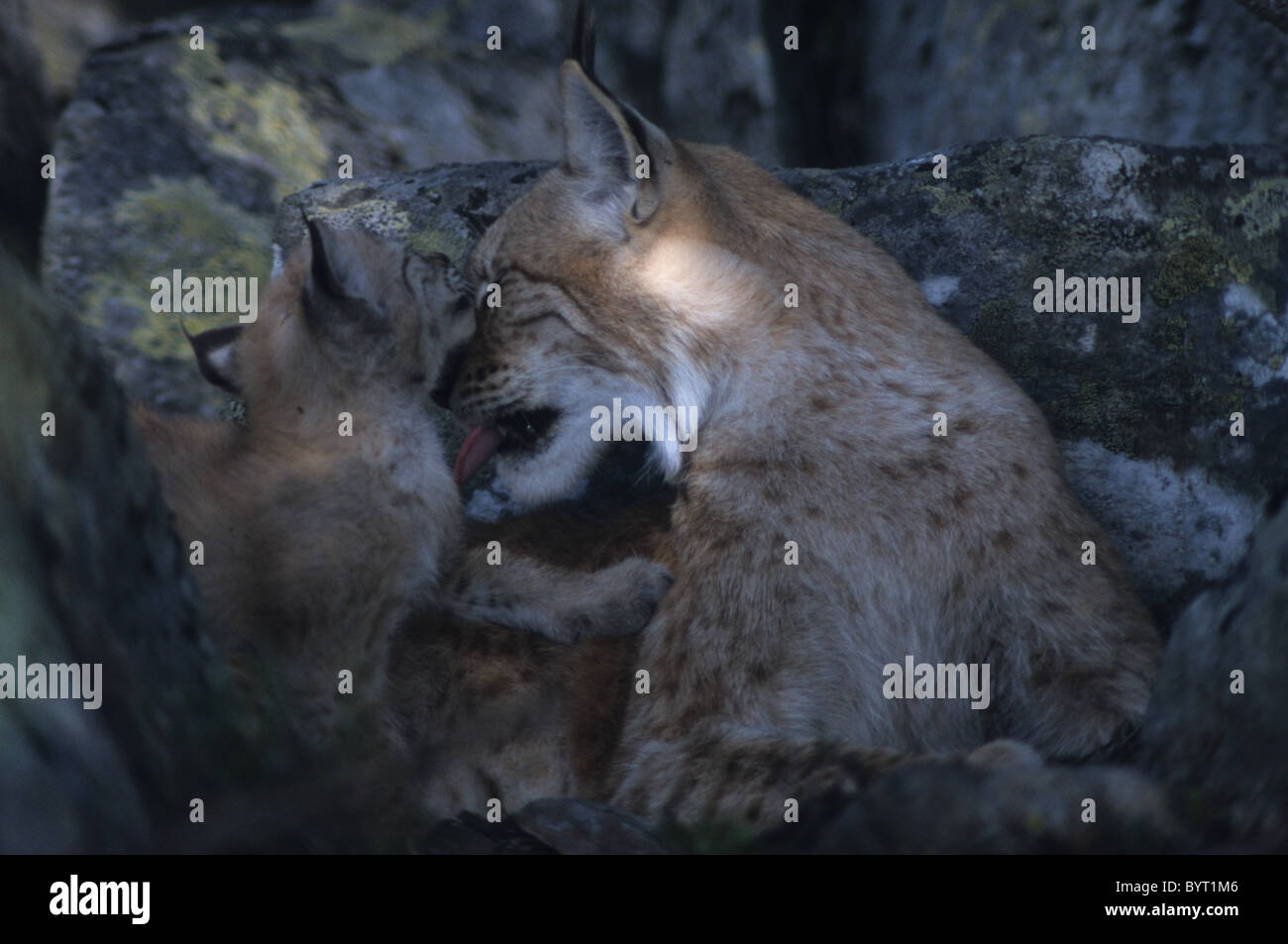 Adult lynx with cubs, wildlife Stock Photo - Alamy