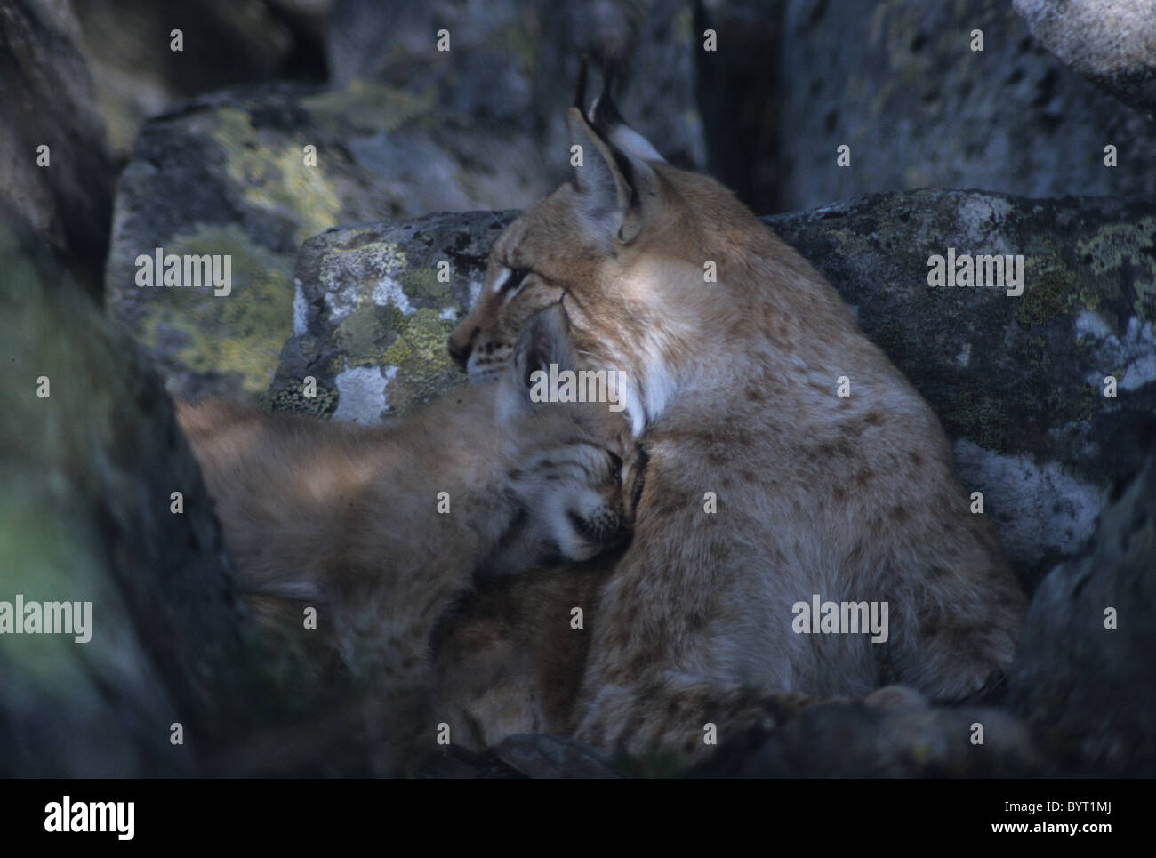 Adult lynx with cubs, wildlife Stock Photo - Alamy