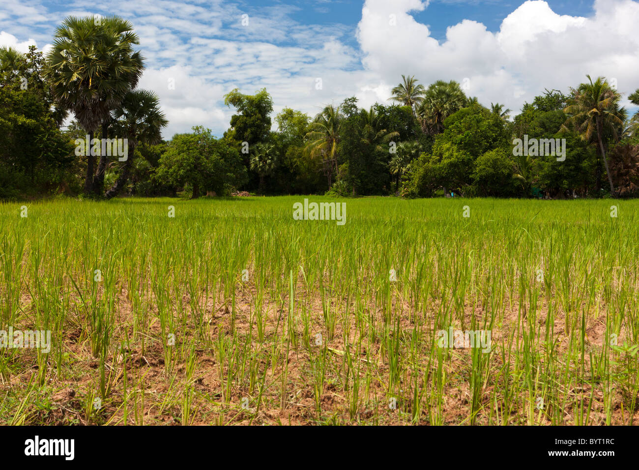 Landscape with rice field. Siem Reap Province. Cambodia. Asia Stock ...