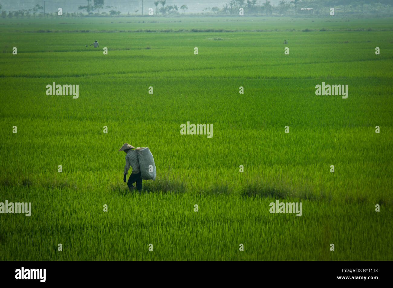 Farmer rice field hi-res stock photography and images - Alamy