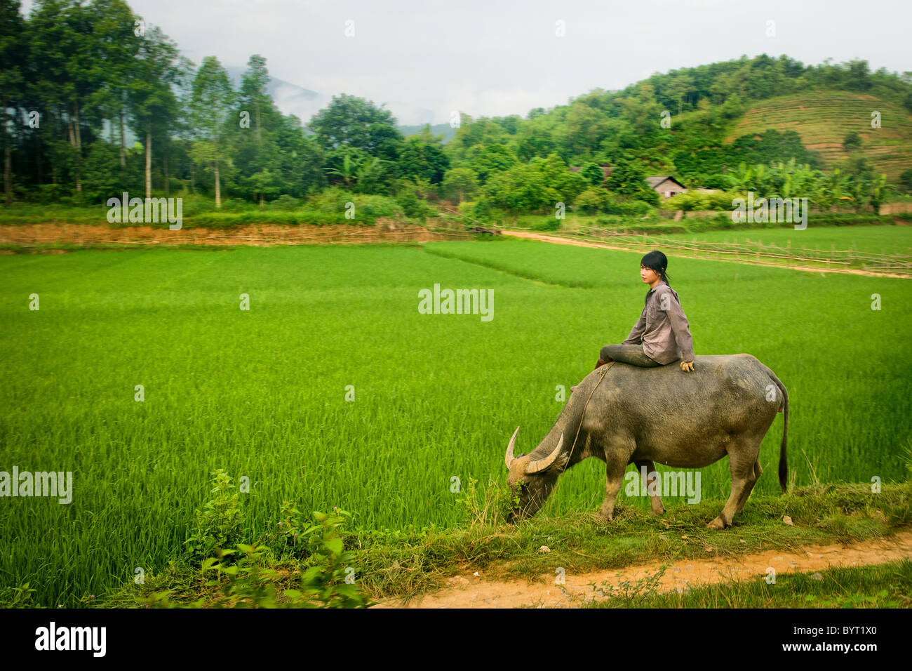 Girl and her water buffalo Stock Photo - Alamy