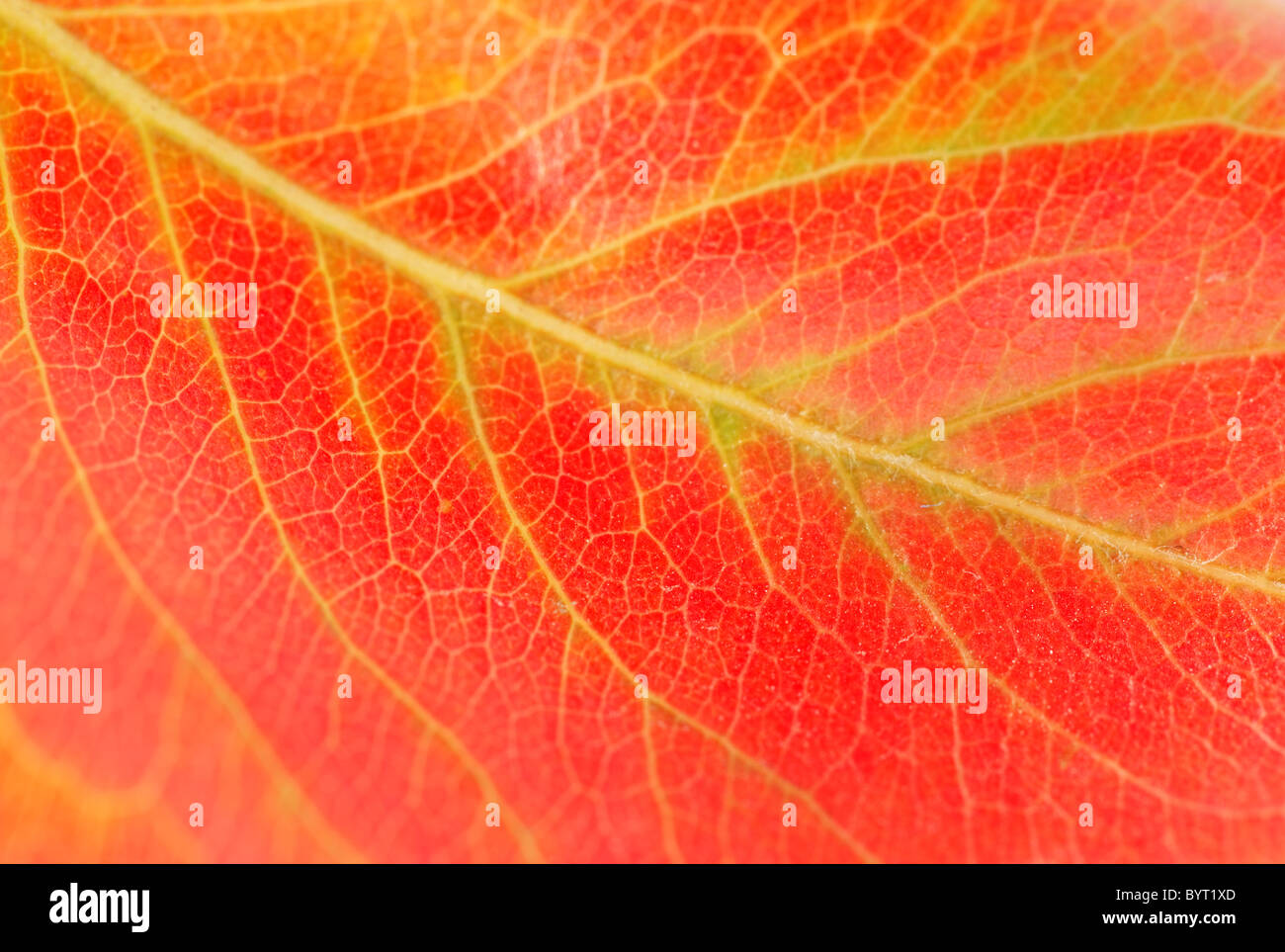 macro photo of a fall leaf Stock Photo - Alamy