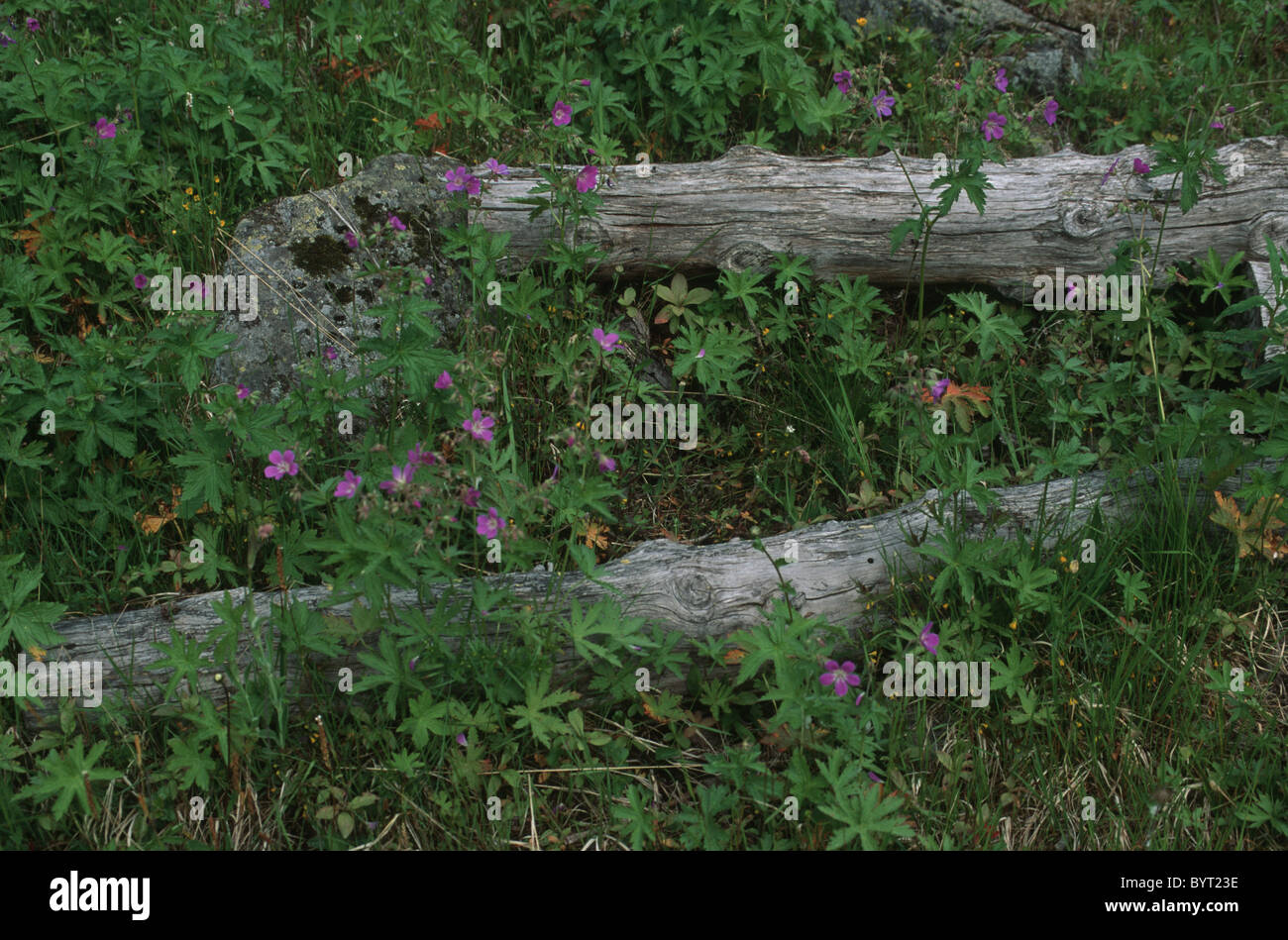 Flowers and old logs Stock Photo - Alamy