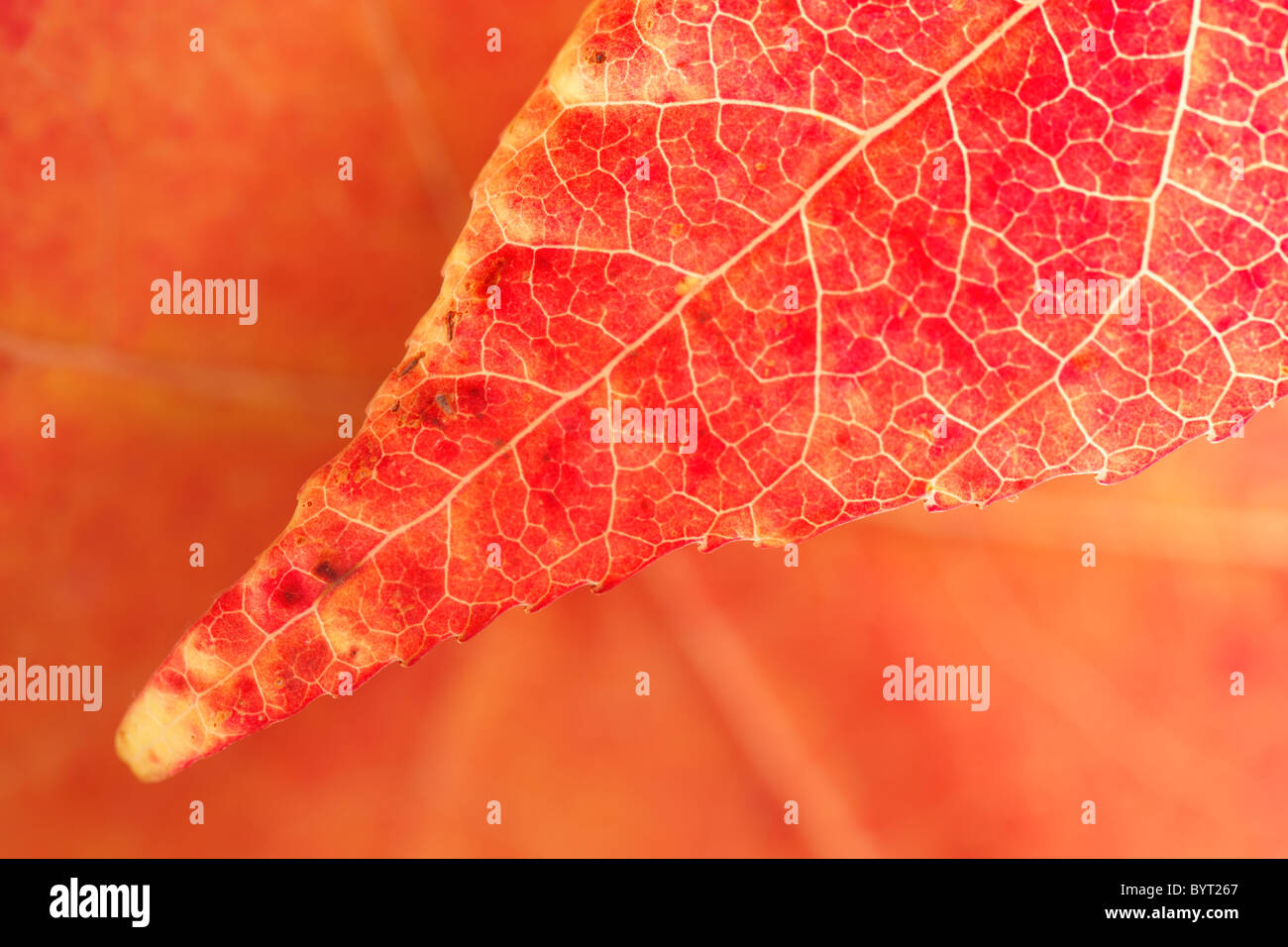 macro photo of a fall leaf Stock Photo - Alamy