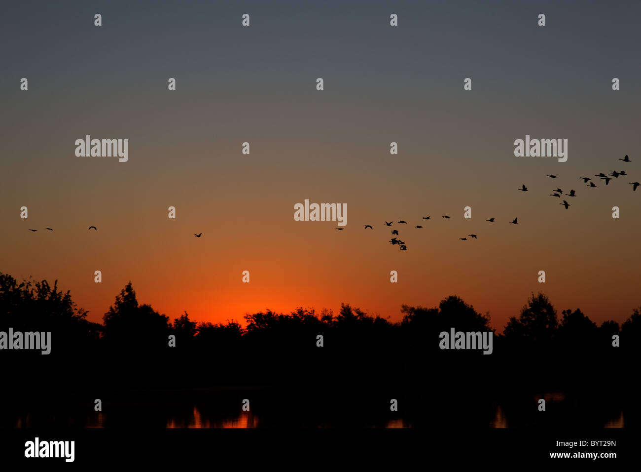 birds at sunrise or sunset Stock Photo - Alamy