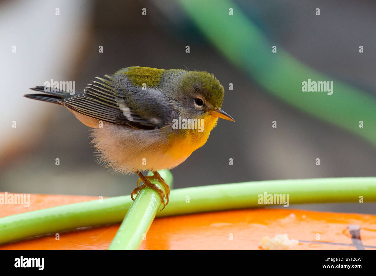 Northern parula, Parula americana, bird up close Stock Photo - Alamy