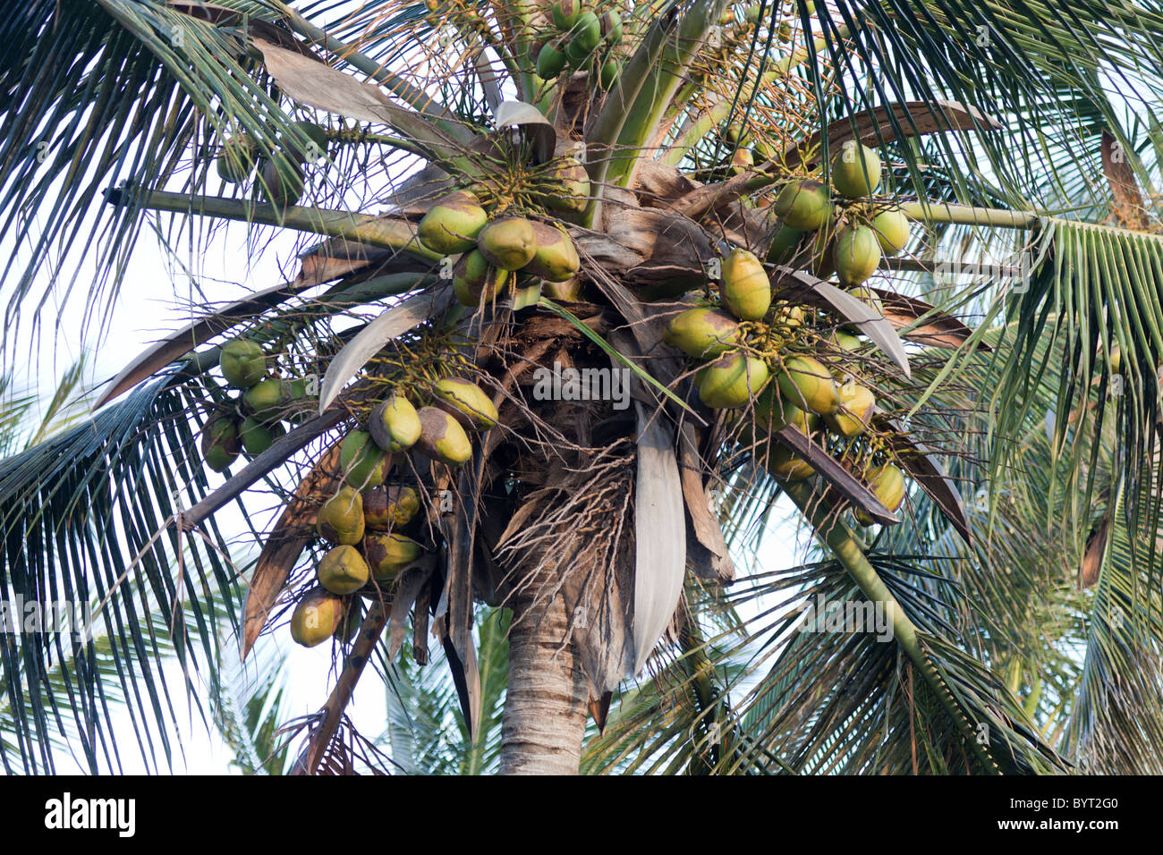 Coconuts tree hi-res stock photography and images - Alamy