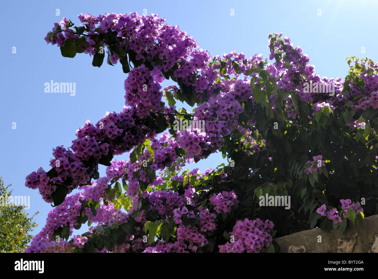 Red bougainvillea flowering plant hi-res stock photography and images ...