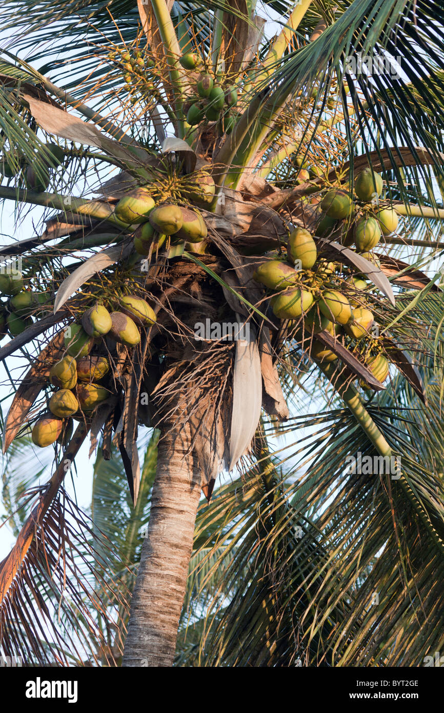 green coconuts on tree Stock Photo - Alamy green coconuts on tree Stock Photo - Alamy