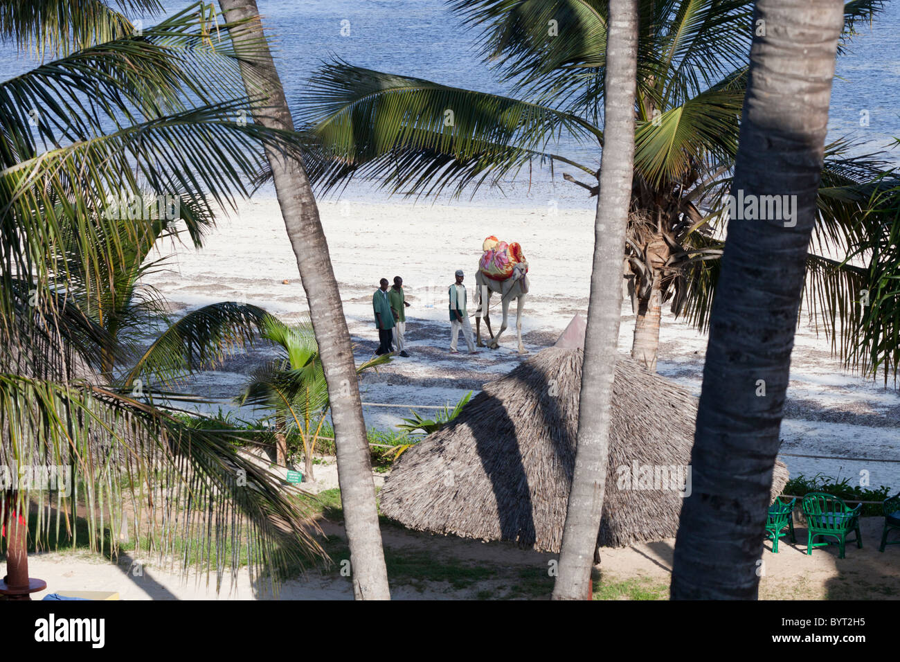 Camel beach hi-res stock photography and images - Alamy