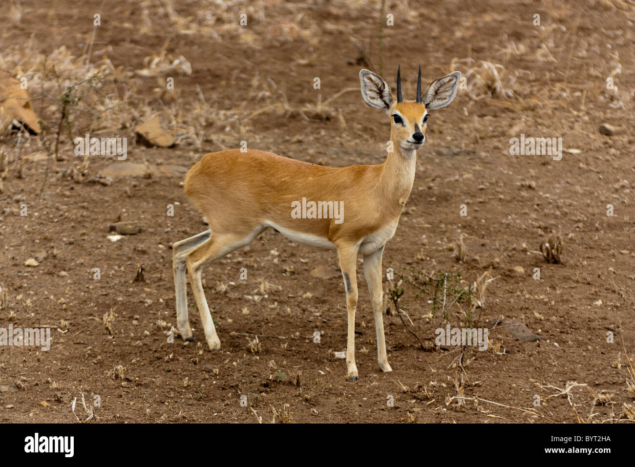 Duiker antelope hi-res stock photography and images - Alamy